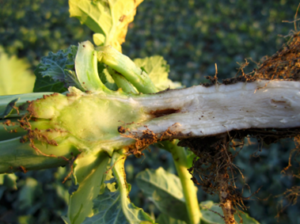 Bor - So wichtig ist der Nährstoff für Böden und Pflanzen