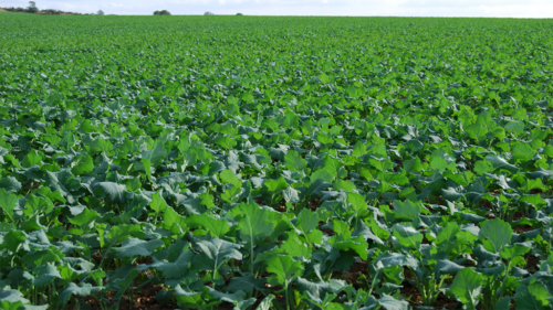 Winterraps | Im Herbst richtig düngen