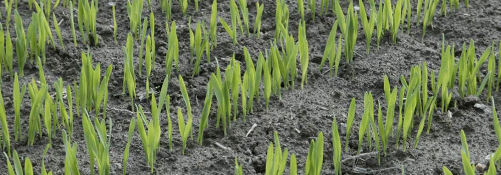 Gerste: Blattdüngung im Herbst - Effizient düngen